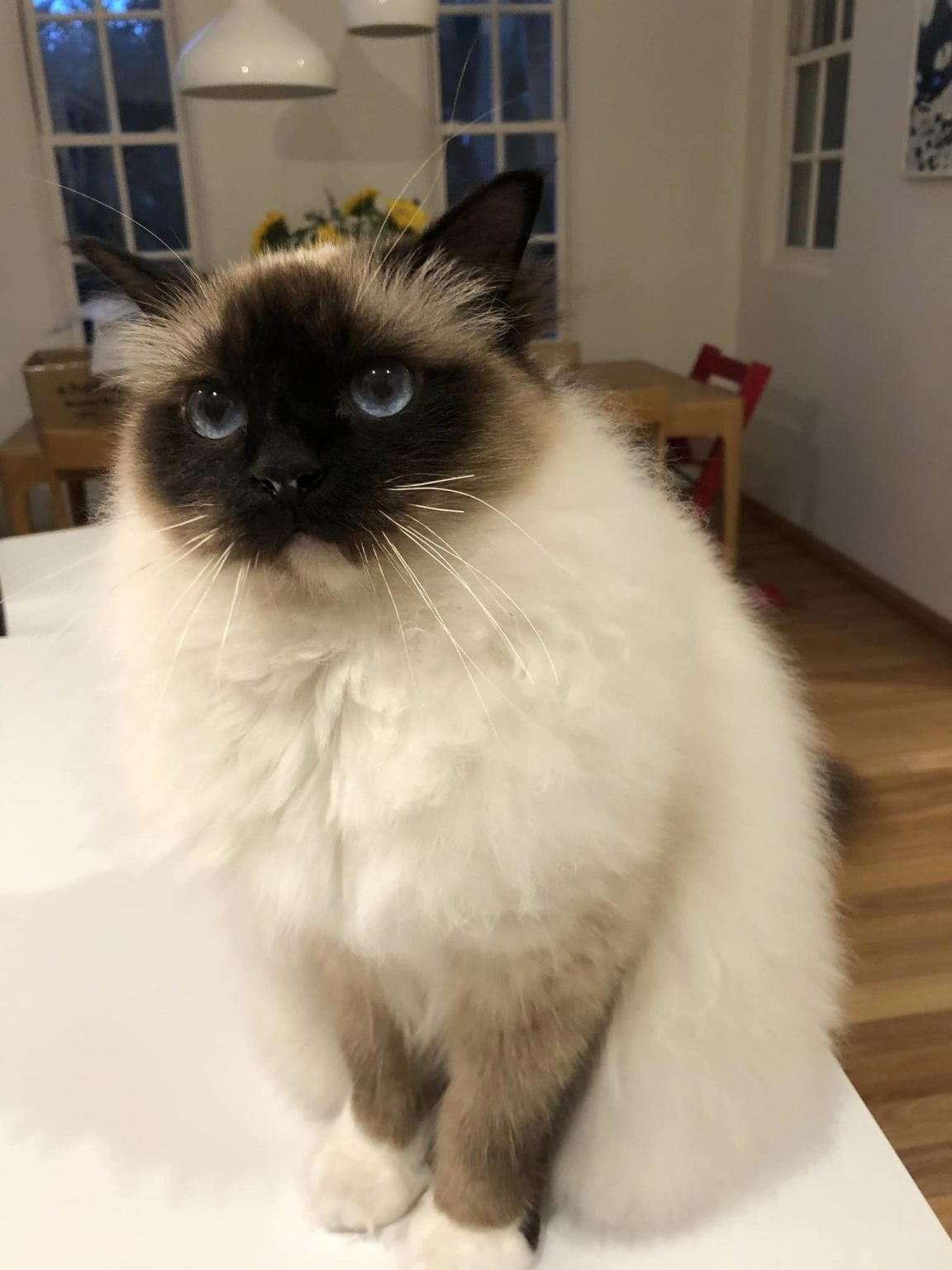 Birman Kittens for Sale – Cats of Australia