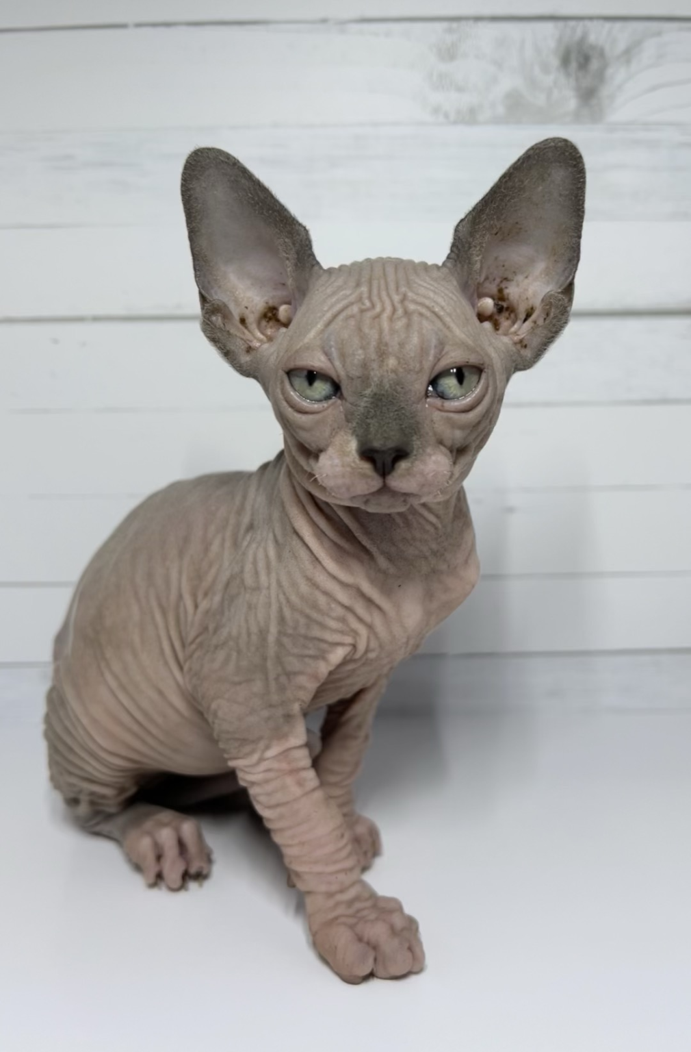 Sphynx Kittens for Sale – Cats of Australia