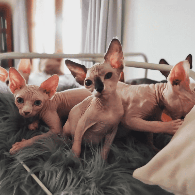 Sphynx Kittens for Sale – Cats of Australia