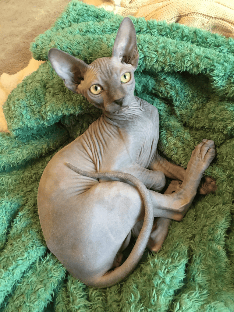 Tarkoo SPHYNX – Registered Sphynx breeder