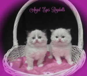 ANGEL EYES Ragdolls – Registered Ragdoll breeder