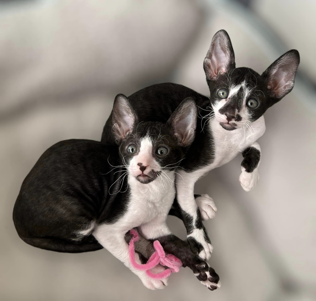Koshka CORNISH REX – Registered Cornish Rex breeder