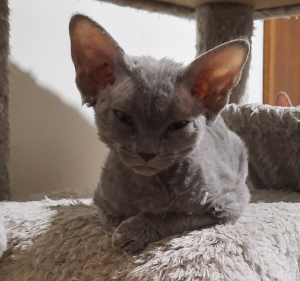 BELLAINDRA DEVON REX – Registered Devon Rex breeder