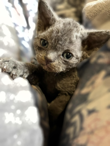 Figaro DEVON REX – Registered Devon Rex breeder