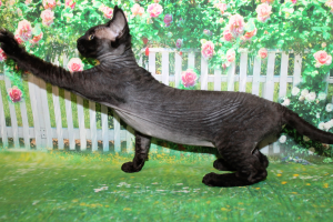 FurReFae Devon Rex – Registered Devon Rex breeder