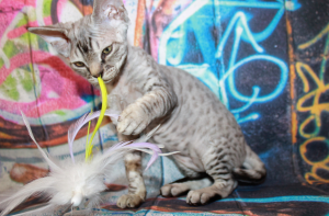 FurReFae Devon Rex – Registered Devon Rex breeder