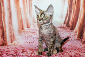FurReFae Devon Rex – Registered Devon Rex breeder