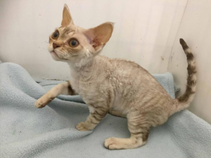 Kittams Devon Rex – Registered Devon Rex breeder