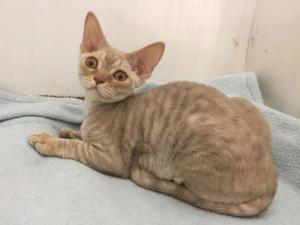 Kittams Devon Rex – Registered Devon Rex breeder
