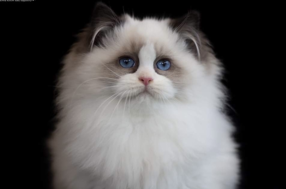 Vanitydoll Ragdolls – Registered Ragdoll breeder