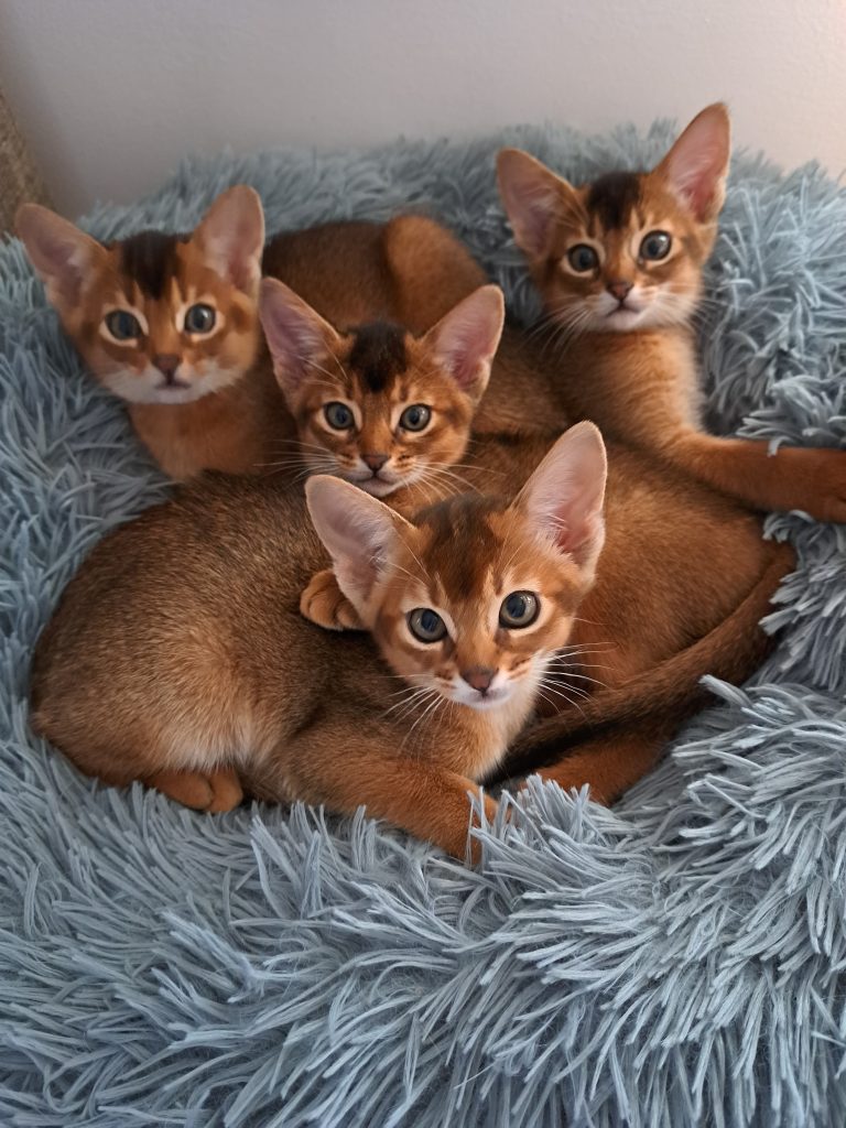 Kittens for Sale in Melbourne, VIC – Cats of Australia