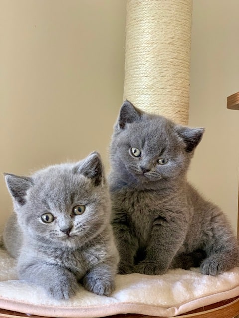 Regal Lane British Shorthair – Registered British Shorthair breeder