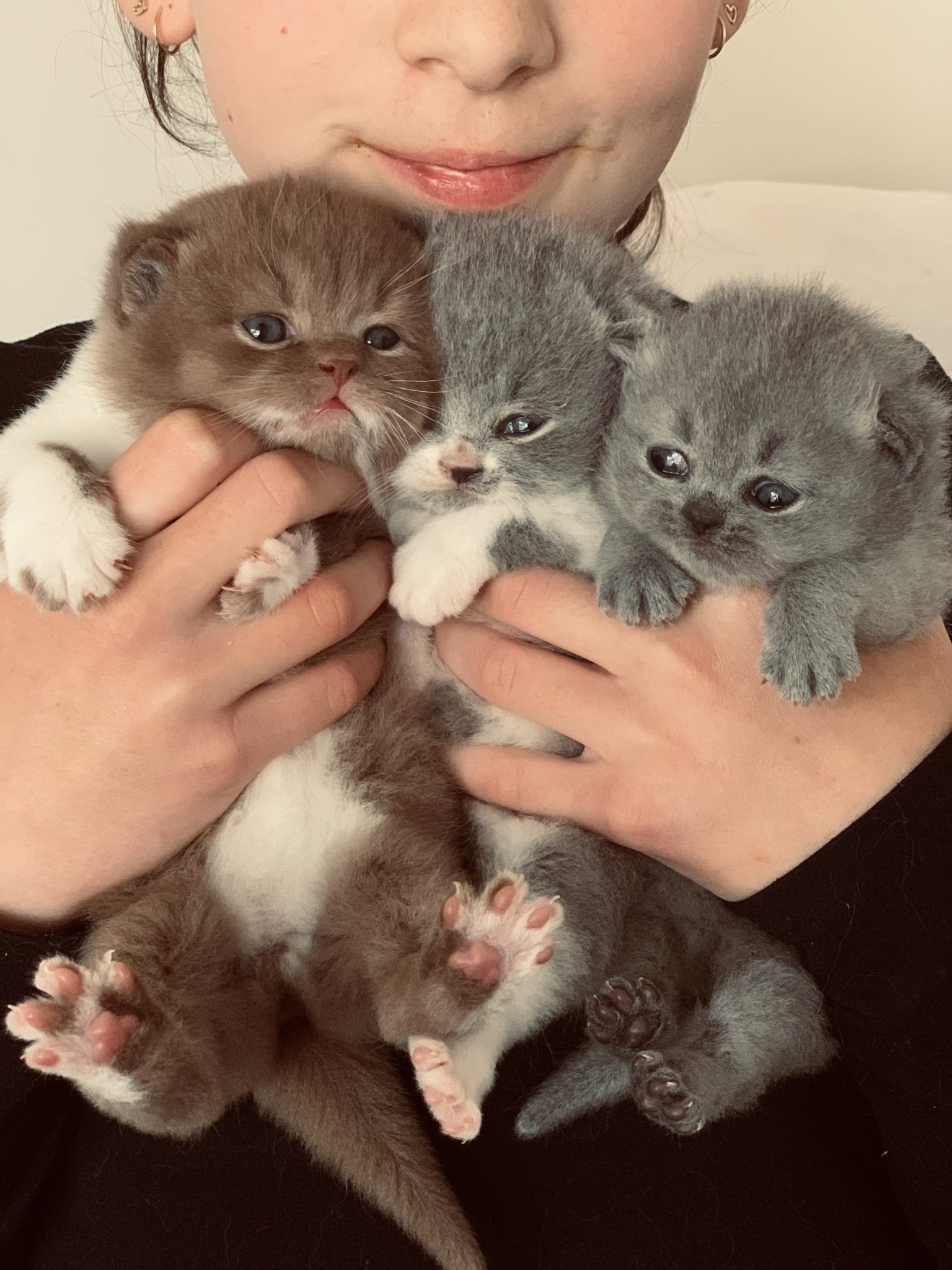 Cats & Kittens For Sale Australia – Cat Breeders Listing