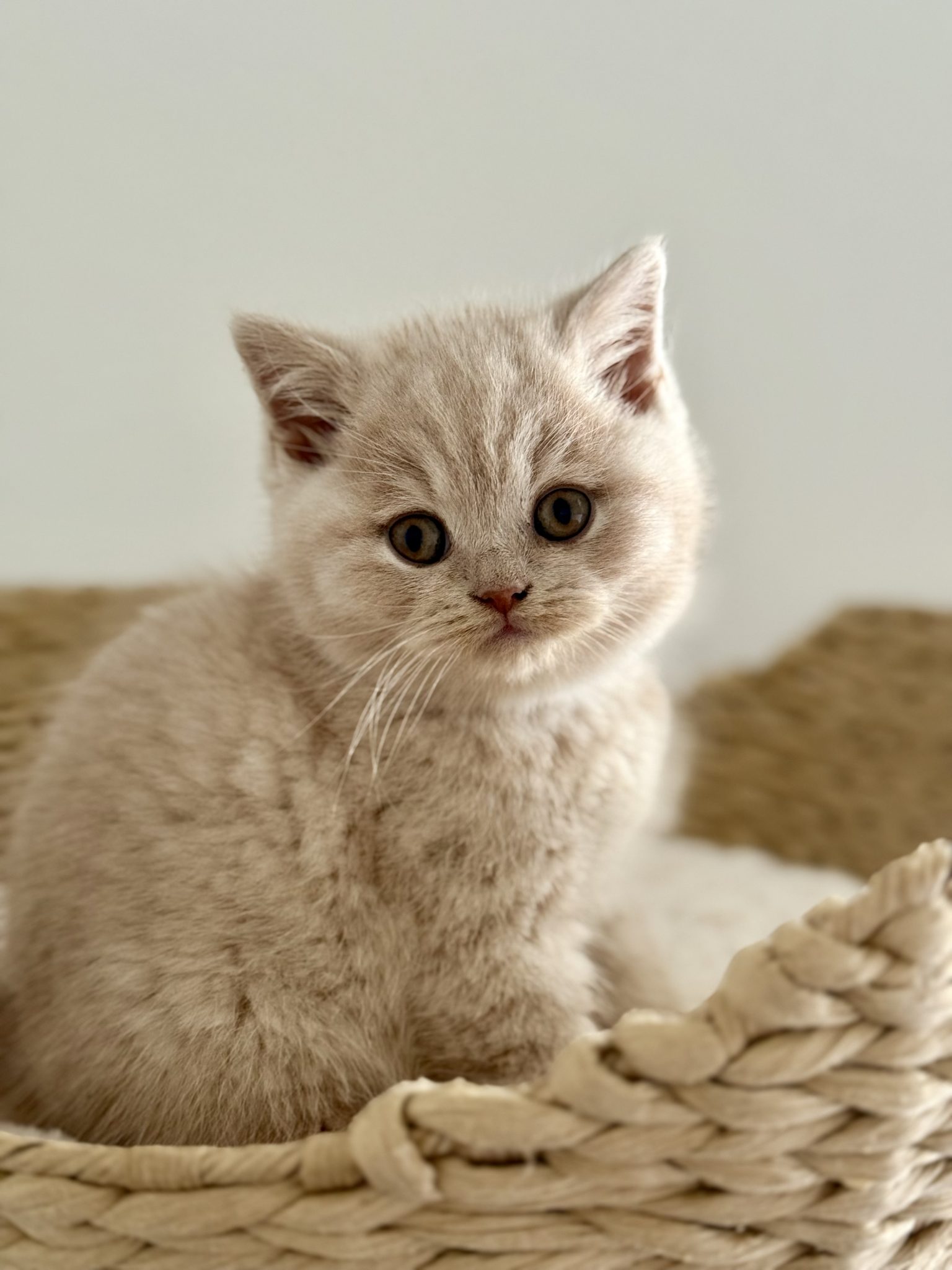 Kittens for Sale in Melbourne, VIC – Cats of Australia