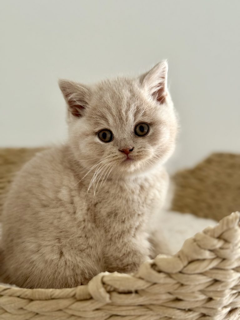 Regal Lane British Shorthair – Registered British Shorthair breeder