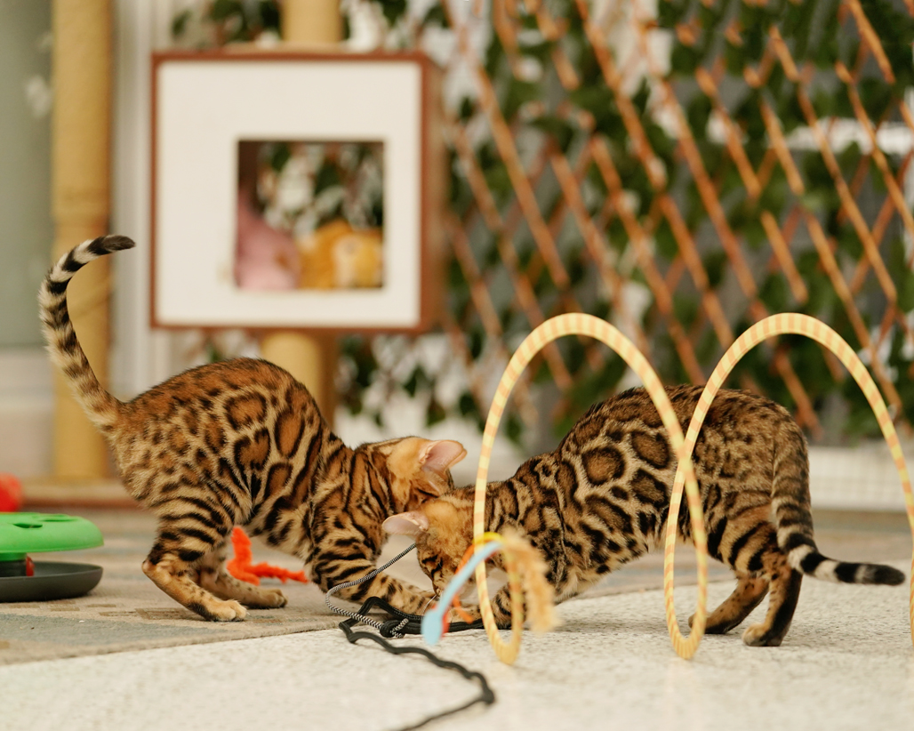 Ashmiyah Bengal Cats – Registered Bengal breeder