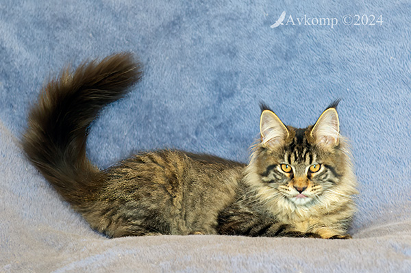 Aithusa Maine Coon – Registered Maine Coon breeder