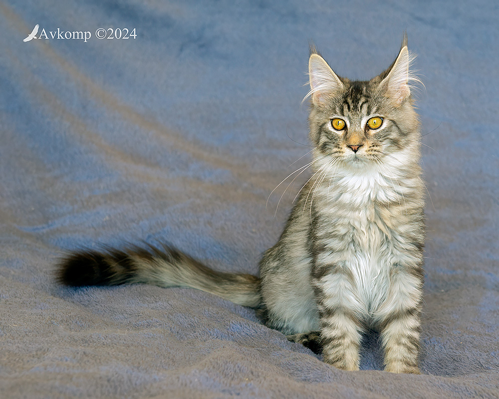Aithusa Maine Coon – Registered Maine Coon breeder
