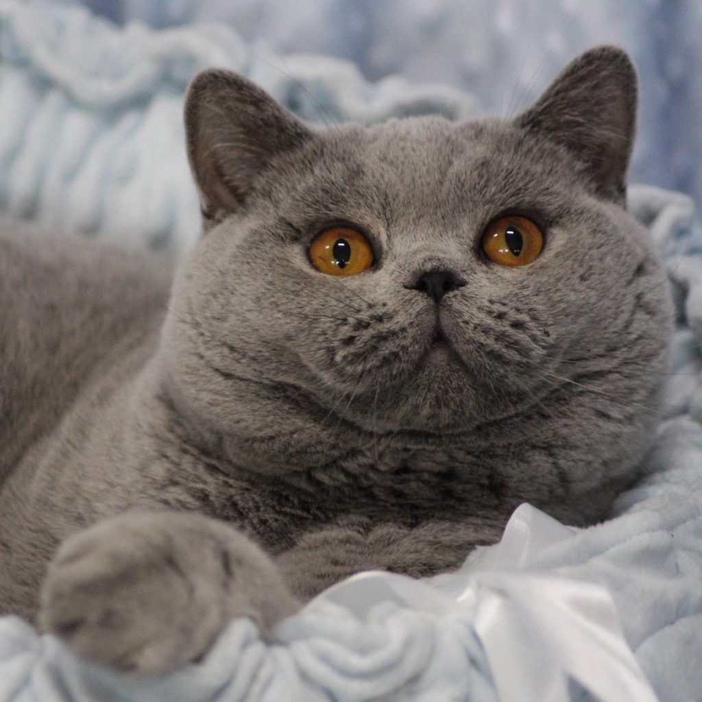 Regal Lane British Shorthair – Registered British Shorthair breeder